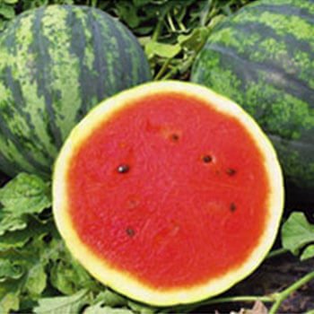 MODELLINO f1 | Agroplace.gr